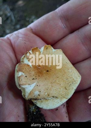 Chestnut Bolete (Gyroporus castaneus) Fungi Stock Photo - Alamy