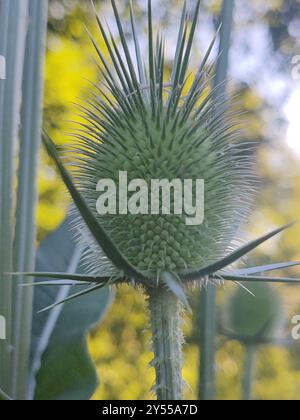 cutleaf teasel (Dipsacus laciniatus) Plantae Stock Photo - Alamy