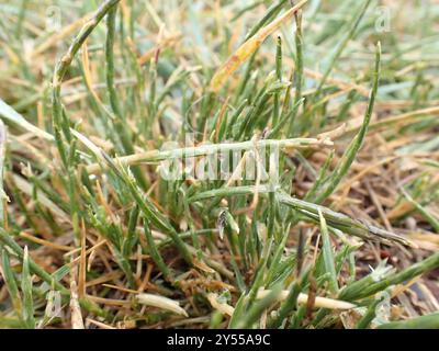 Hard-grass (Parapholis strigosa) Plantae Stock Photo - Alamy
