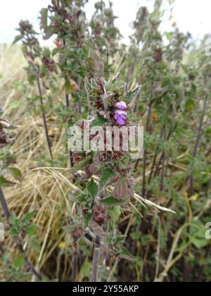 Black horehound (Ballota nigra) Plantae Stock Photo - Alamy