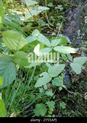 Sweet Spurge (Euphorbia dulcis) Plantae Stock Photo - Alamy