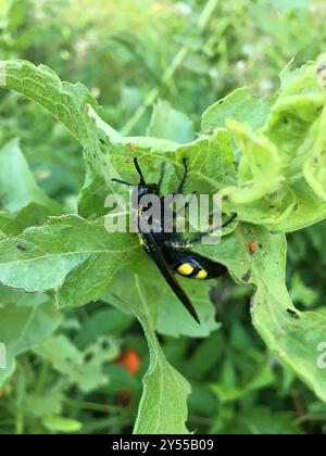 Large Four spotted Scoliid Wasp - Pygodasis quadrimaculata - female ...