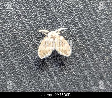 Moth Flies (Psychodinae) Insecta Stock Photo - Alamy