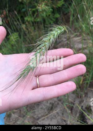 Canada wild rye (Elymus canadensis) Plantae Stock Photo - Alamy