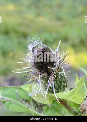 Copper Chafer (Protaetia cuprea) Insecta Stock Photo - Alamy
