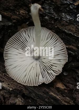 Pleated Pluteus (Pluteus longistriatus) Fungi Stock Photo - Alamy