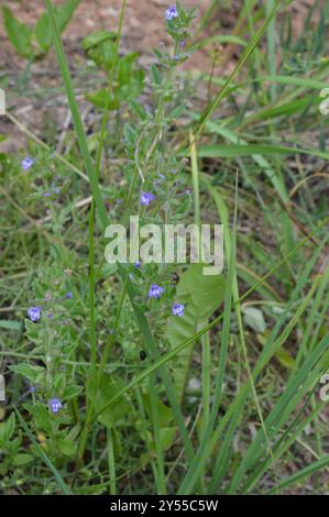 basil-thyme (Clinopodium acinos) Plantae Stock Photo - Alamy