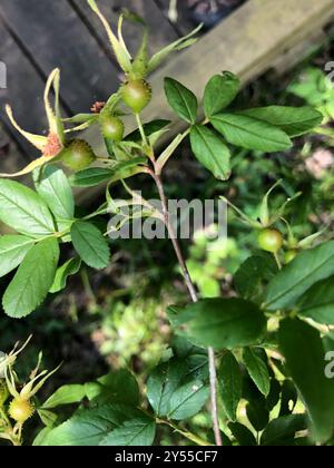 swamp rose (Rosa palustris) Plantae Stock Photo - Alamy