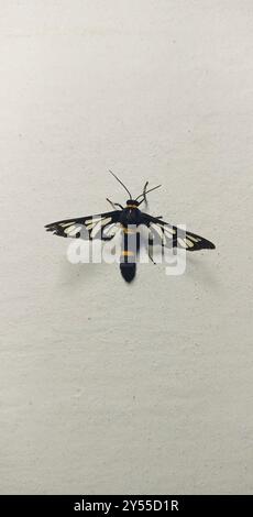 Handmaidens (Amata) Insecta Stock Photo - Alamy