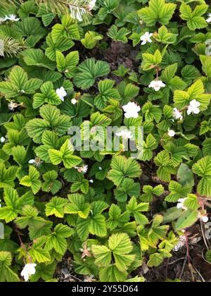 Roughfruit Raspberry (Rubus lasiococcus) Plantae Stock Photo - Alamy