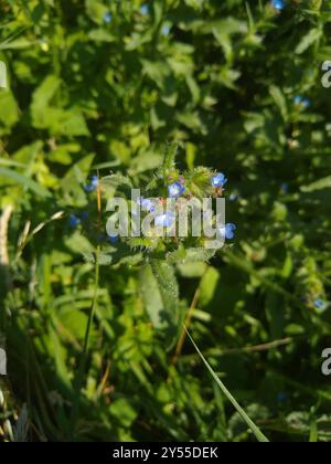 small bugloss (Anchusa arvensis) Plantae Stock Photo - Alamy