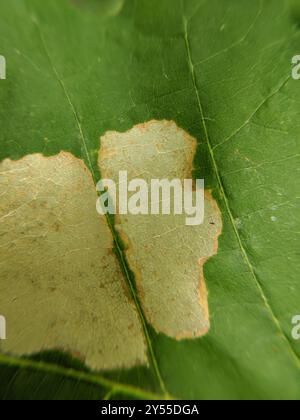 Oak Skeletonizer Moth (Bucculatrix ainsliella) Insecta Stock Photo - Alamy