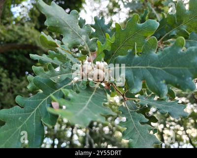 Downy oak (Quercus pubescens pubescens) Plantae Stock Photo - Alamy