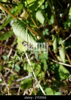 (Megachile inermis) Insecta Stock Photo - Alamy