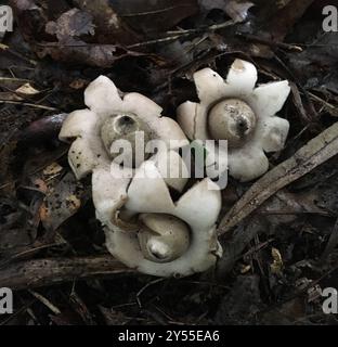 rounded earthstar (Geastrum saccatum) Fungi Stock Photo - Alamy