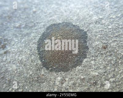 Blackthread Lichen (Placynthium nigrum) Fungi Stock Photo - Alamy