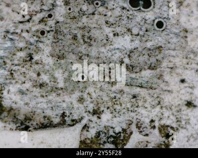 Black-eyed Rim Lichen (Lecanora circumborealis) Fungi Stock Photo - Alamy