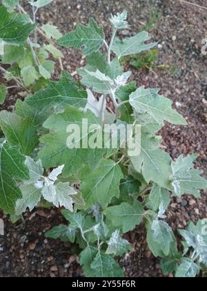 white poplar (Populus alba) Plantae Stock Photo - Alamy