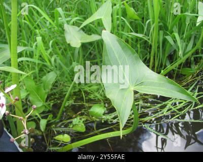 Arrowhead (Sagittaria sagittifolia) Plantae Stock Photo - Alamy