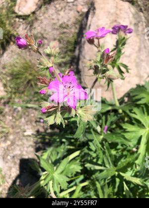 sticky geranium (Geranium viscosissimum) Plantae Stock Photo - Alamy
