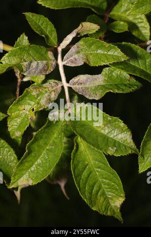 Rose Powdery Mildew (Podosphaera pannosa) Fungi Stock Photo - Alamy