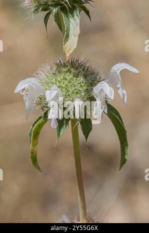 Plains Beebalm (Monarda pectinata), Plantae, Davis Mountains State Park ...