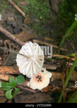 pinwheel family (Marasmiaceae) Fungi Stock Photo - Alamy