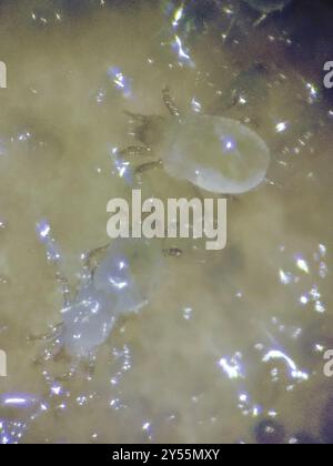Mold Mite (Tyrophagus putrescentiae) Arachnida Stock Photo - Alamy