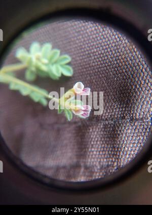 Bird's-foot (Ornithopus perpusillus) Plantae Stock Photo - Alamy