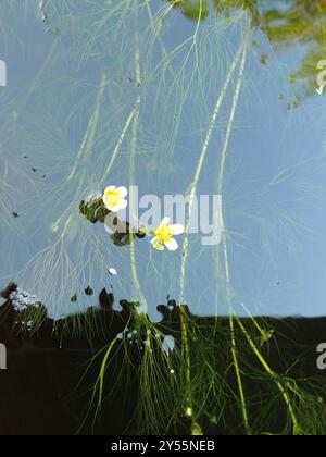 Water-crowfoots (Batrachium) Plantae Stock Photo - Alamy