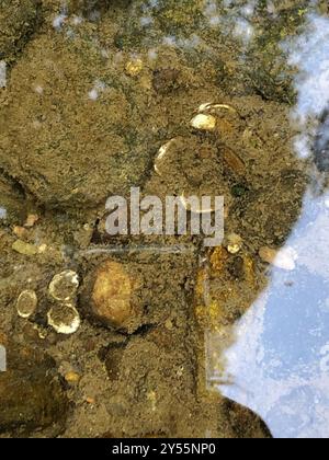 Asian Clam (Corbicula fluminea), Mollusca, Cascade Locks, OR 97014, USA ...