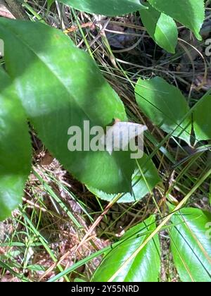 Peacock Moth (Macaria notata) Insecta Stock Photo - Alamy