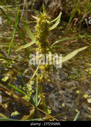 Golden Dock (Rumex maritimus) Plantae Stock Photo - Alamy