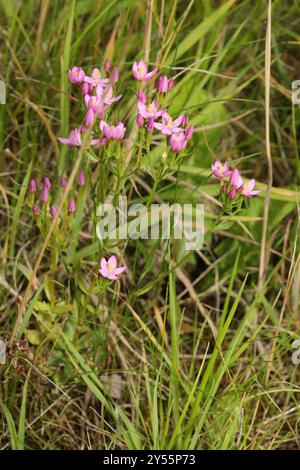 Common centaury (Centaurium erythraea) Plantae Stock Photo - Alamy