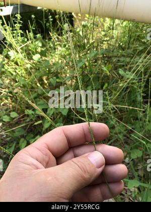 Prairie Cupgrass (Eriochloa contracta) Plantae Stock Photo - Alamy