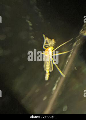 (Procladius bellus) Insecta Stock Photo - Alamy