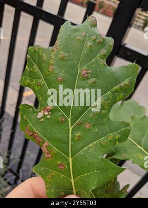 Oak Leaf Blister (Taphrina caerulescens) Fungi Stock Photo - Alamy