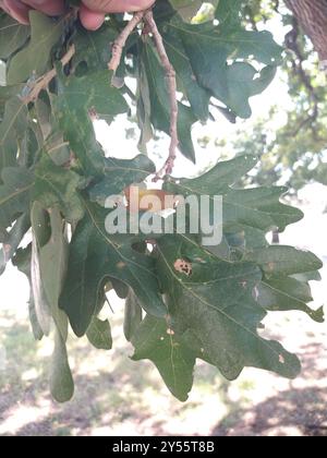 post oak (Quercus stellata) Plantae Stock Photo - Alamy