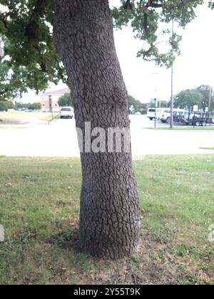 post oak (Quercus stellata) Plantae Stock Photo - Alamy