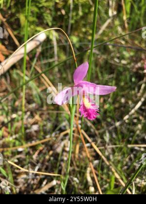 Rose Pogonia (Pogonia ophioglossoides) Plantae Stock Photo - Alamy