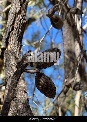 common hakea (Hakea arborescens) Plantae Stock Photo - Alamy