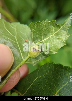 (Phylloxera williamsi) Insecta Stock Photo - Alamy