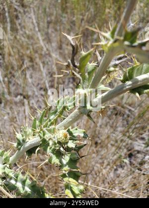 wavyleaf thistle (Cirsium undulatum) Plantae Stock Photo - Alamy