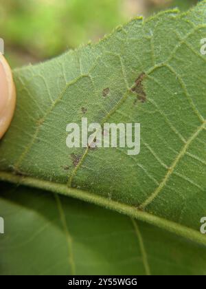 Pecan Leafminer Moth (Cameraria caryaefoliella) Insecta Stock Photo - Alamy
