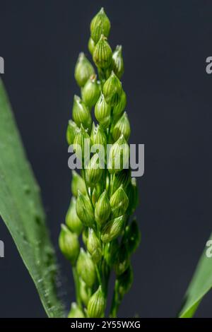 Proso Millet (Panicum miliaceum) Plantae Stock Photo - Alamy