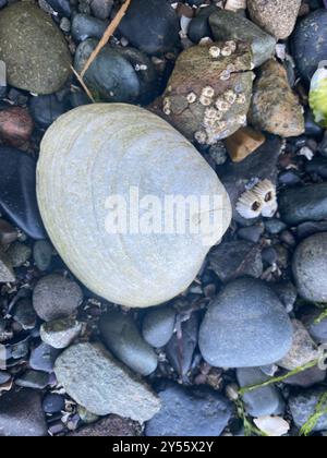 Butter Clam (Saxidomus gigantea) Mollusca Stock Photo - Alamy