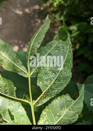 (Phylloxera caryaesemen) Insecta Stock Photo - Alamy