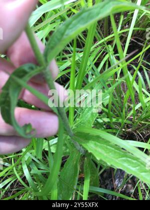 white boneset (Eupatorium album) Plantae Stock Photo - Alamy