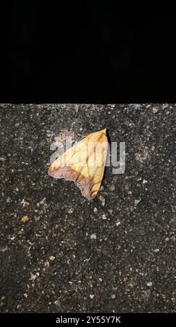 Transverse moth (Xanthodes transversa), Insecta, Kumplampoika, Kerala ...