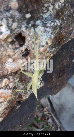 Children’s Stick Insect (Tropidoderus childrenii) Insecta Stock Photo ...